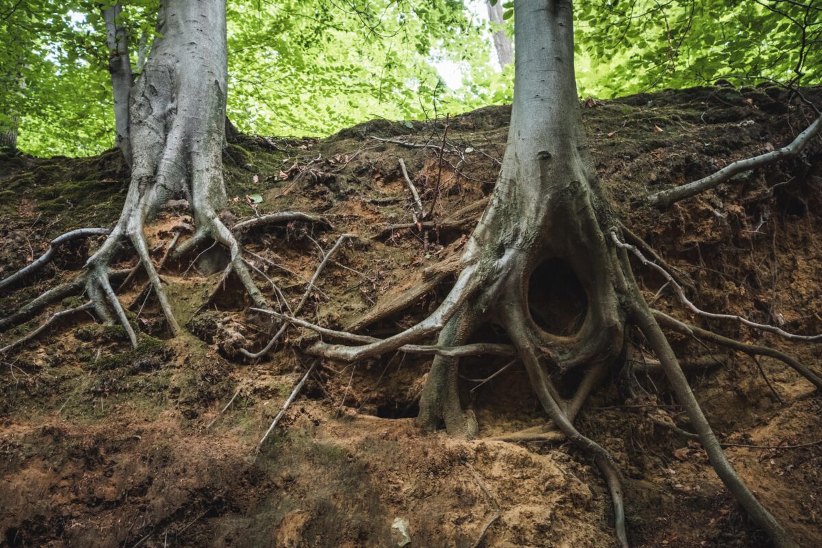 Steps to Repair Tree Root Damage on Your Property - SS Landscapers